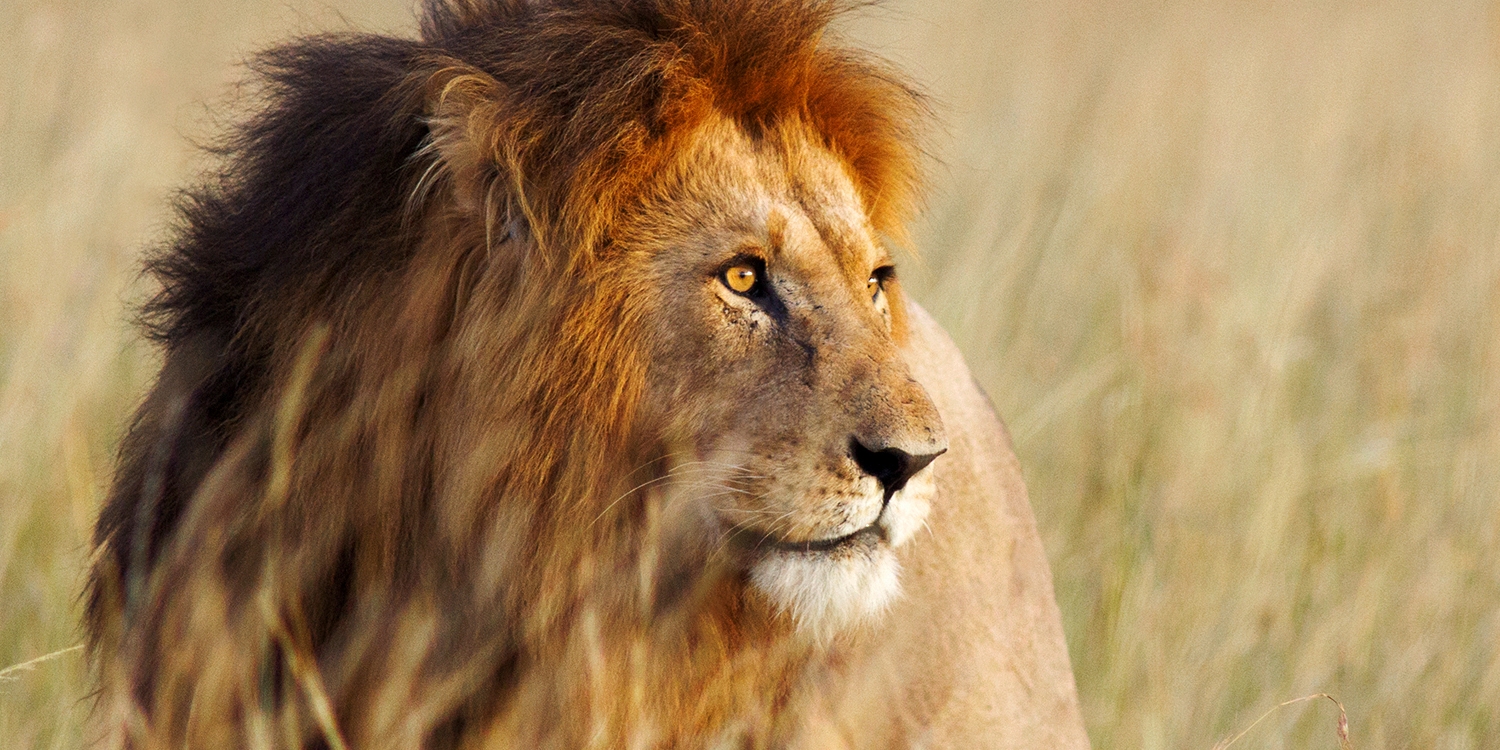 Cruises | Cruise Deals, Cruise Holidays & Cruise Travel | Travelzoo